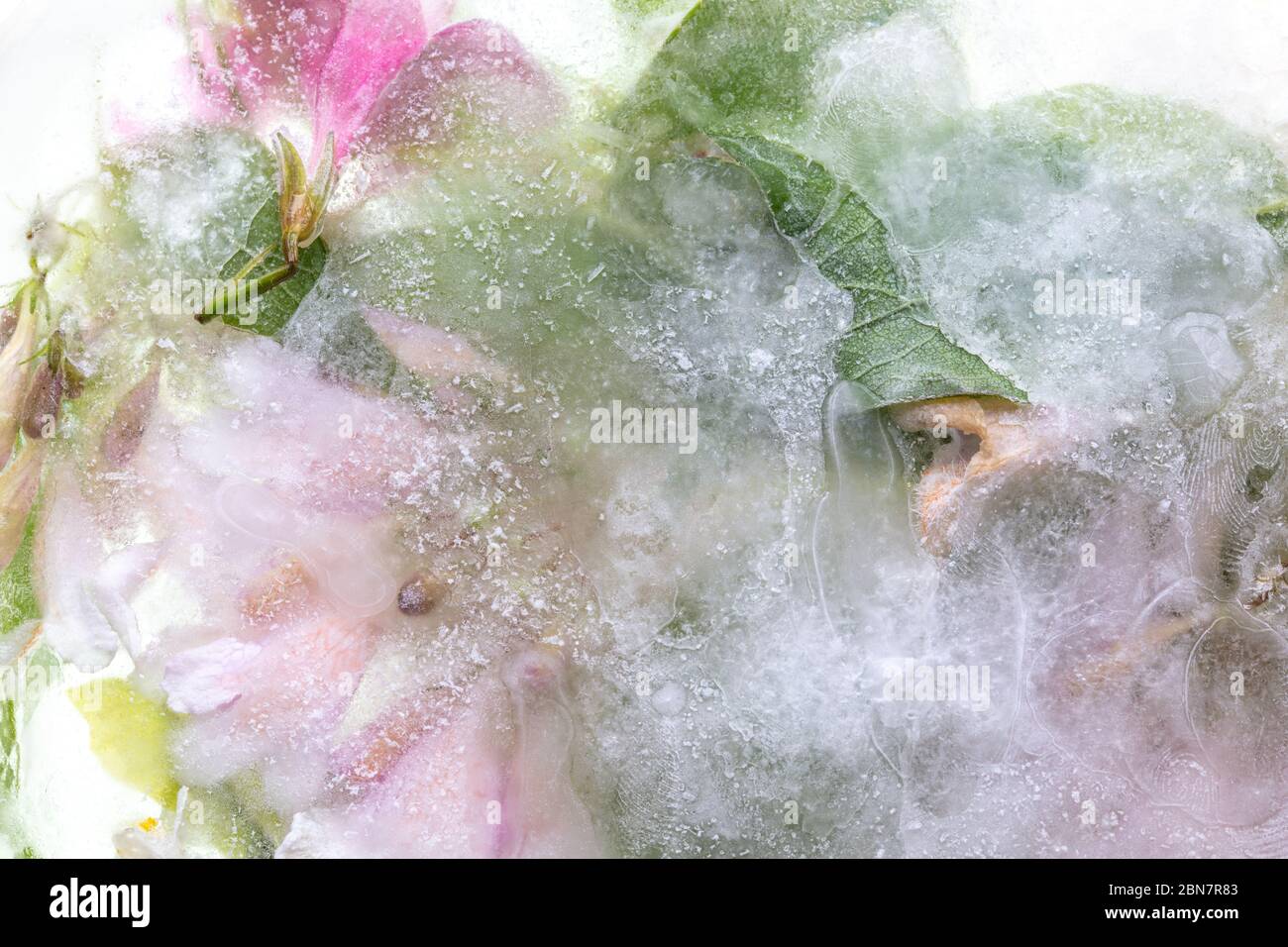 a detail of wild spring flowers frozen in a transparent block of ice ...