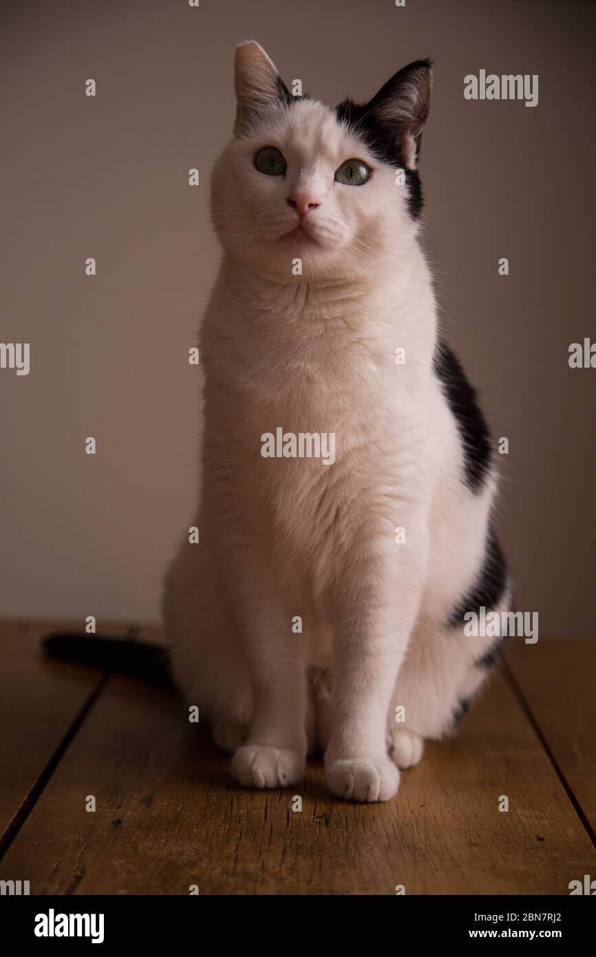 sweet black and white cat Stock Photo - Alamy