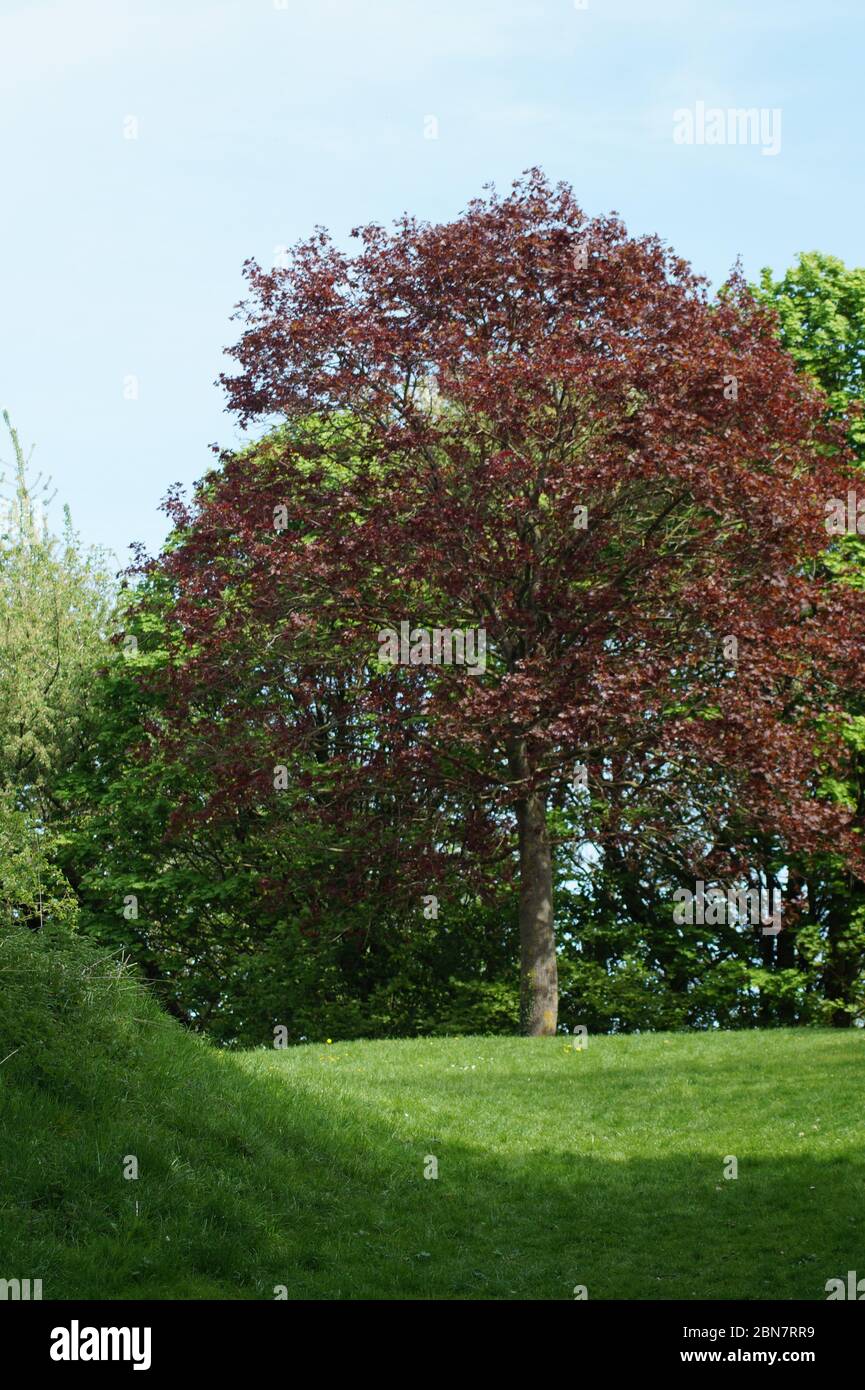 Baum Weg High Resolution Stock Photography and Images - Alamy