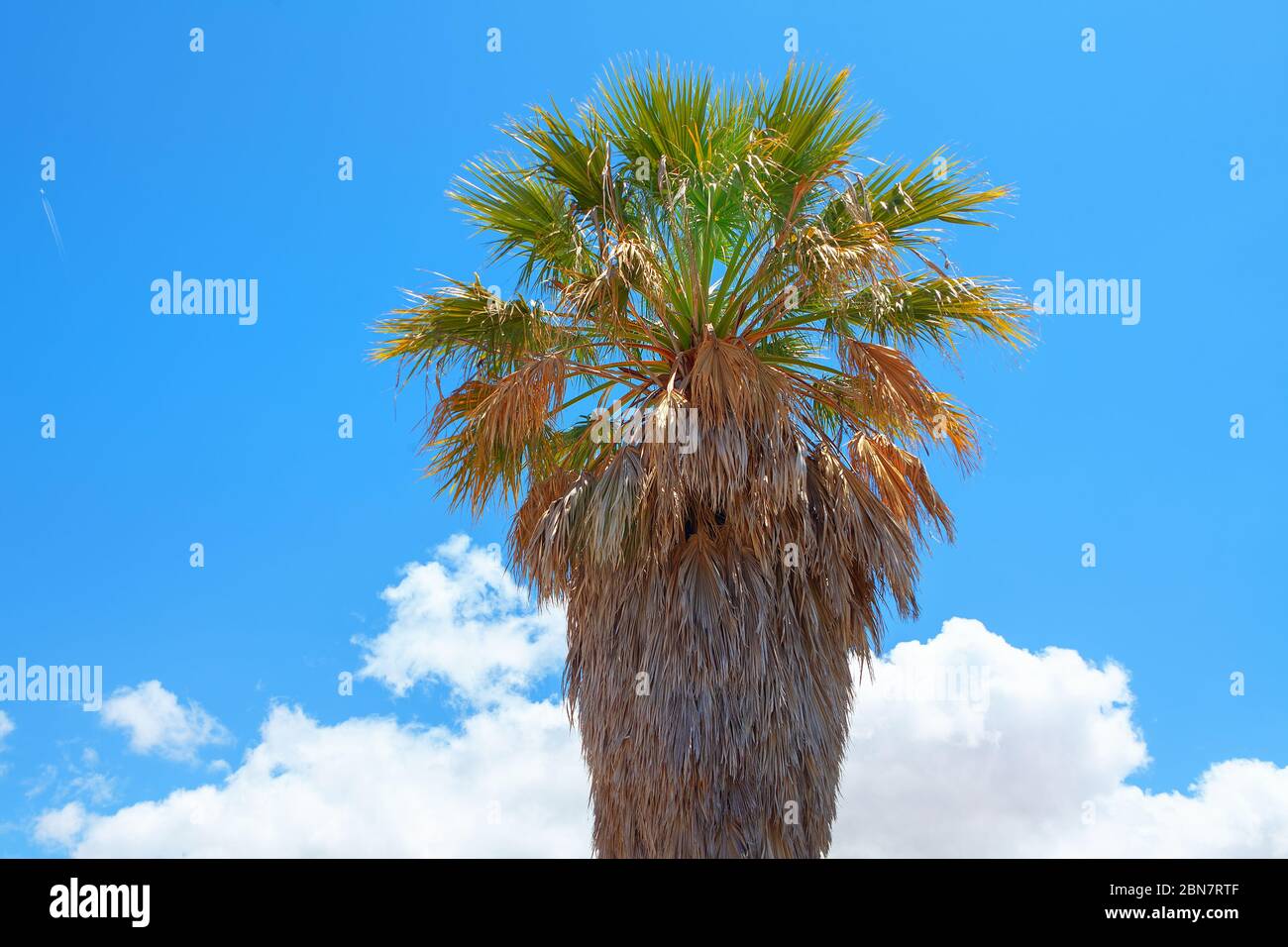 one shaggy palm tree against blue sky Stock Photo - Alamy