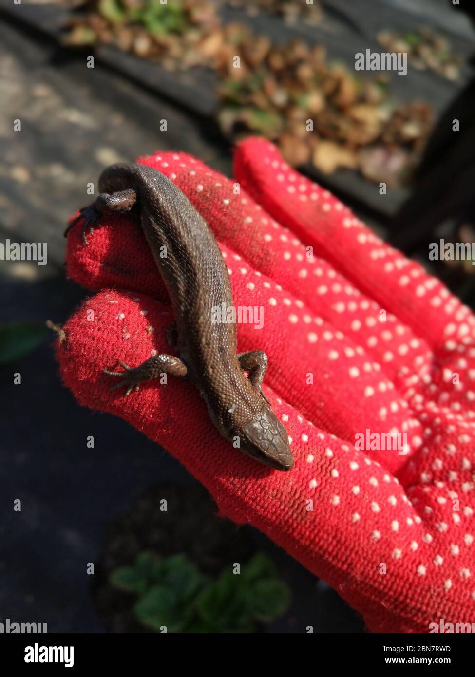 Small brown lizard reptile sitting on a gloved hand Stock Photo - Alamy