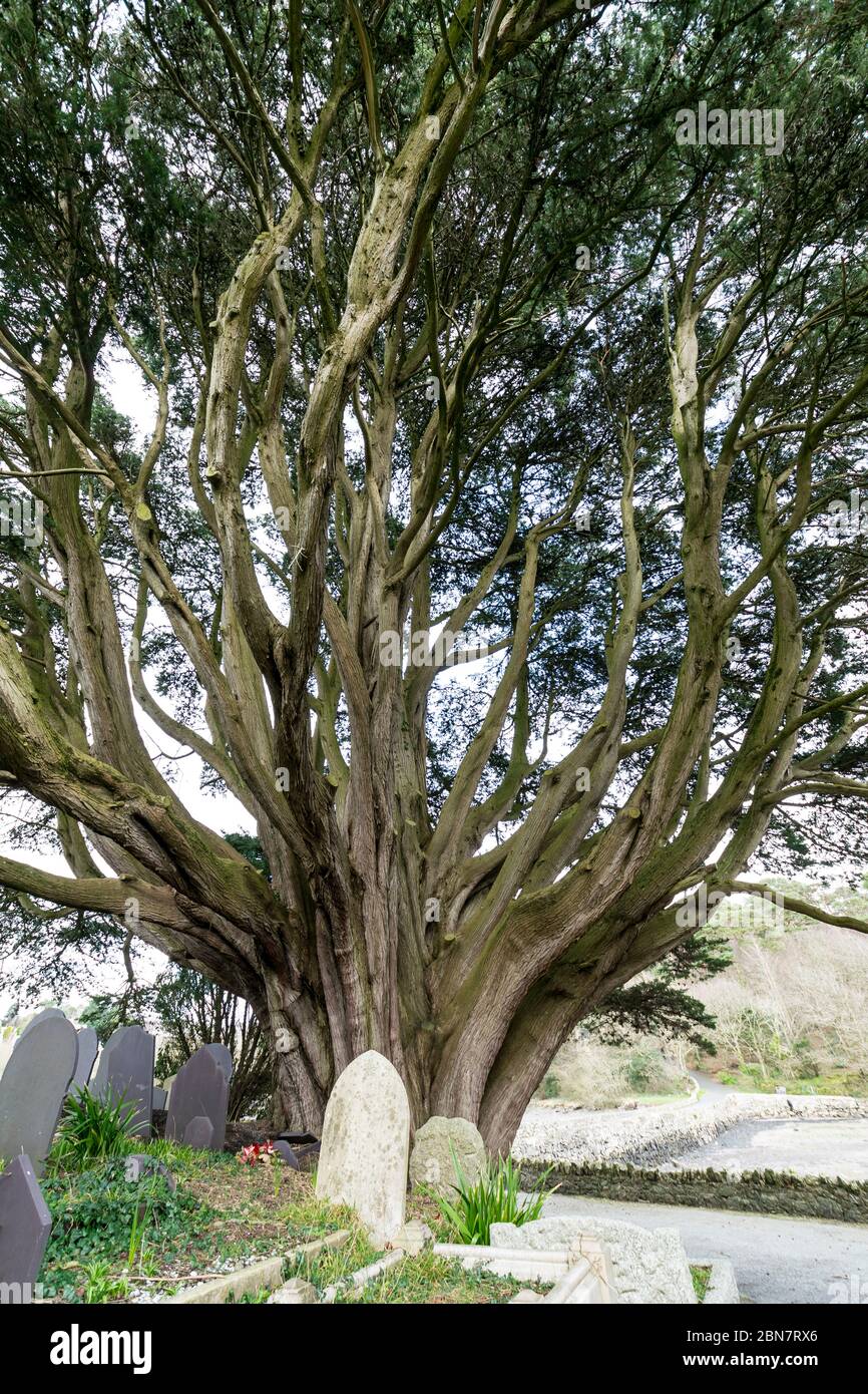 St tysilio church church island hi-res stock photography and images - Alamy