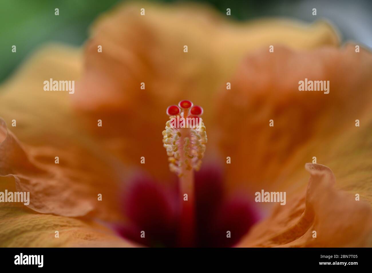 Hibiscus stigma close up hi-res stock photography and images - Alamy