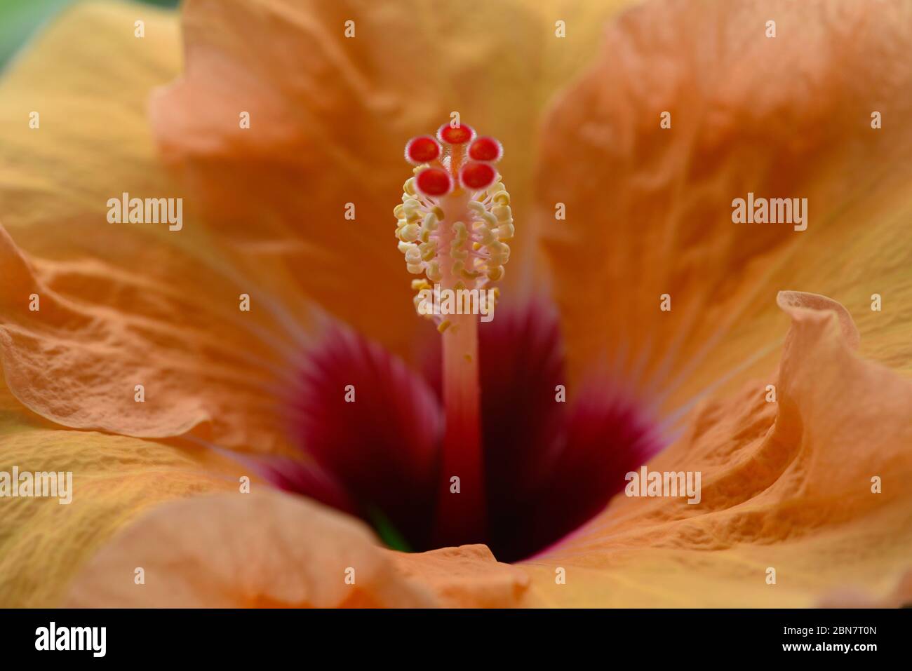 Hibiscus Macro close-up Stock Photo - Alamy