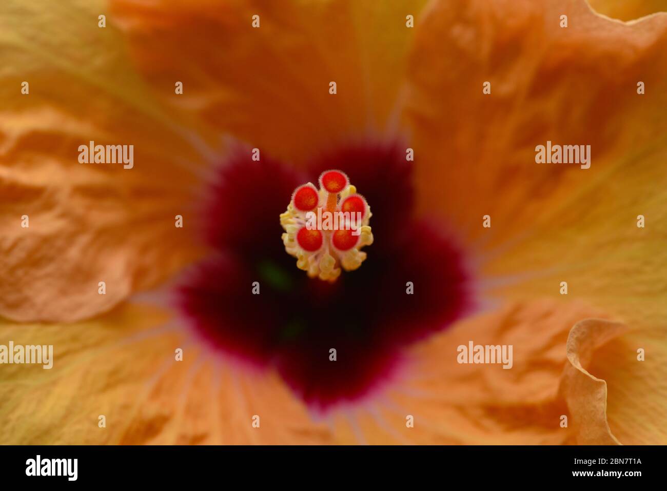 Hibiscus Macro close-up Stock Photo - Alamy