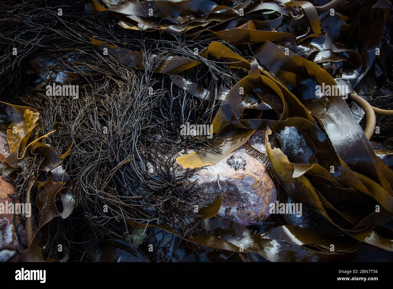 Kelp and other seaweed commonly wash up on scenic coastal beaches of ...