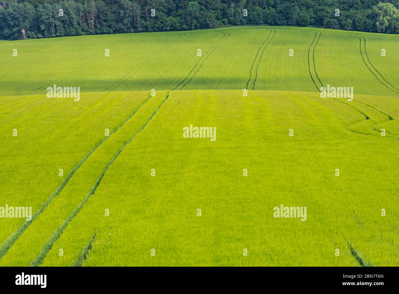 Moravian fields in the Czech Republic. Spring planting Matures in the ...