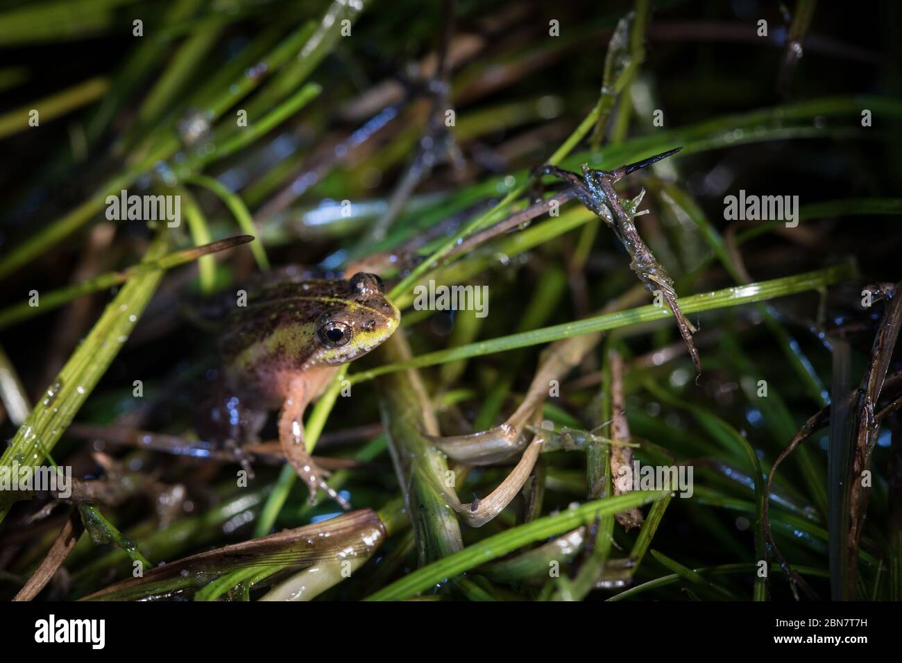 Close up of critically endangered micro frog, Microbatrachella capensis ...