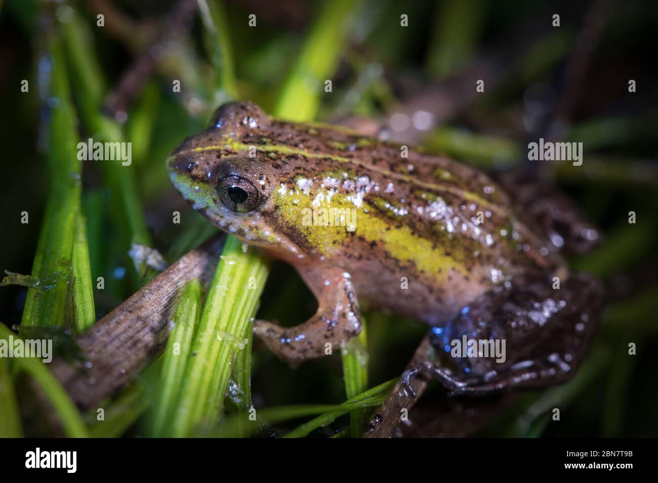 Close up of critically endangered micro frog, Microbatrachella capensis ...