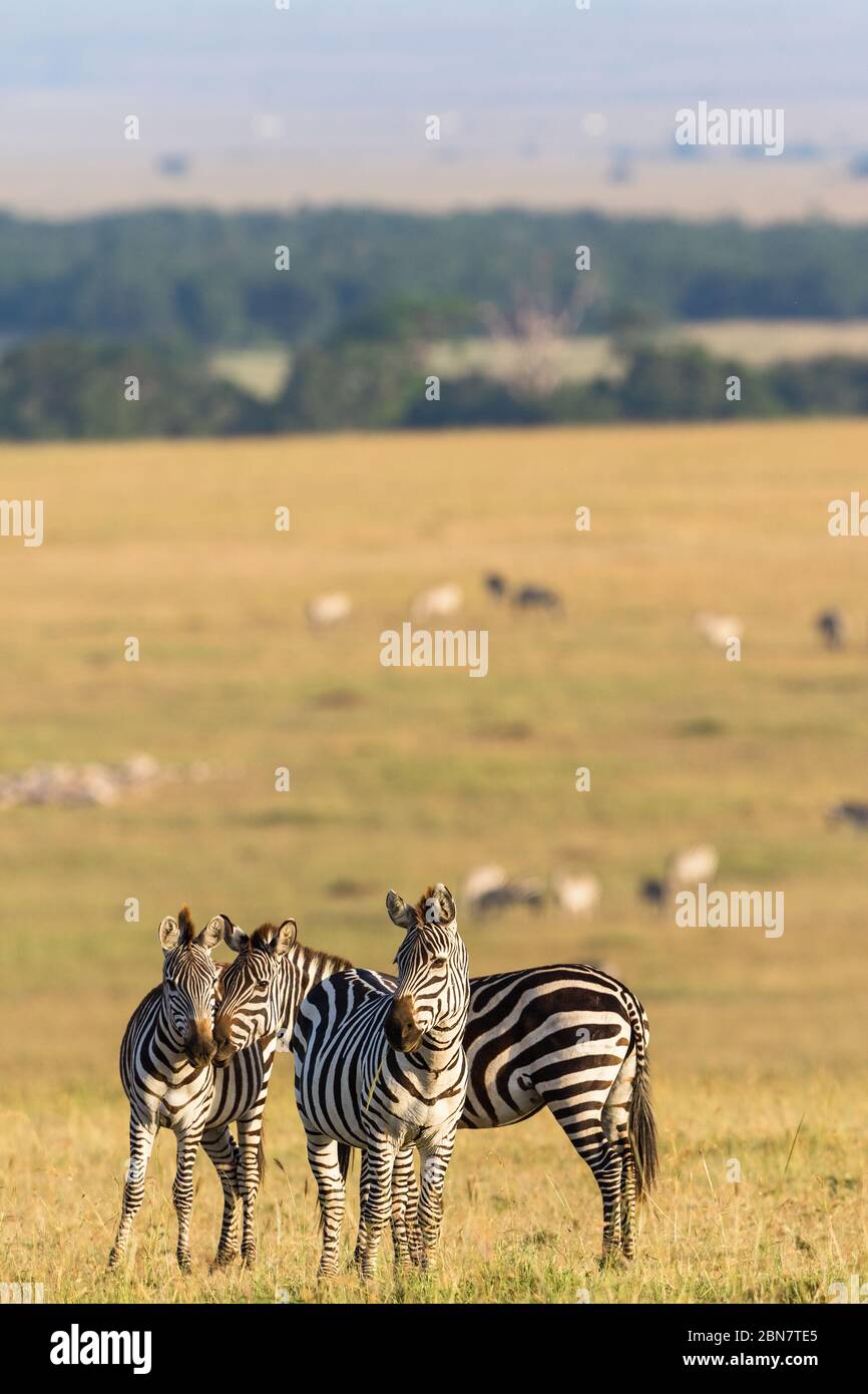 Flock of zebras stand on the savanna Stock Photo - Alamy