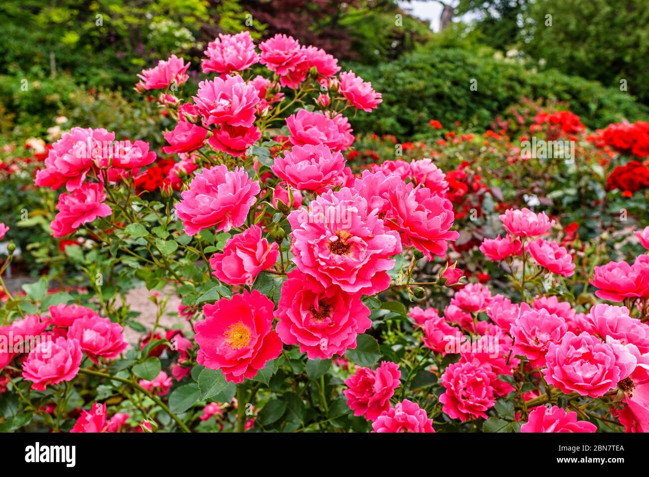 Beautiful pink roses in a garden in the summer Stock Photo - Alamy