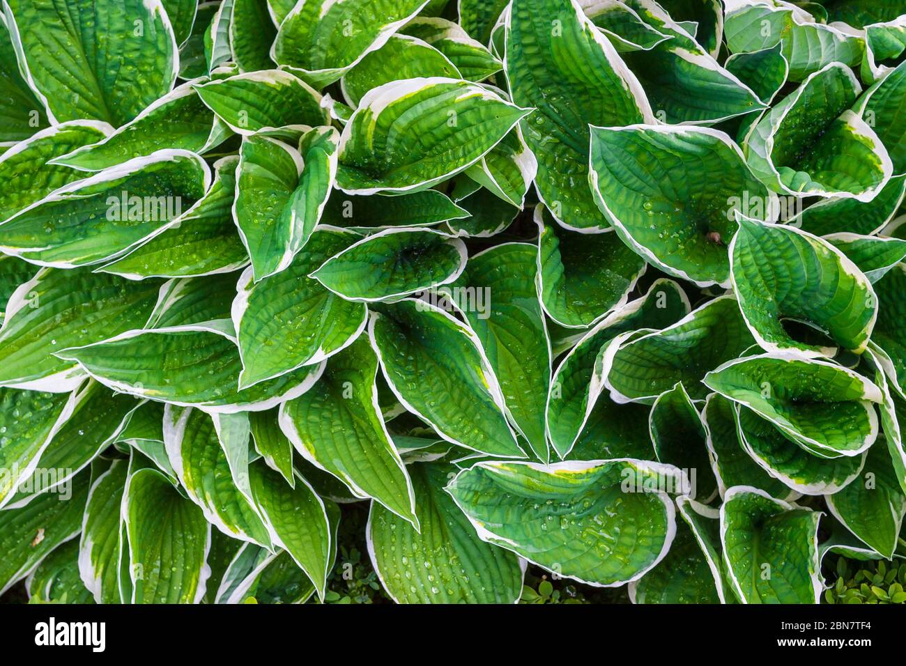 Natural pattern of green leaves Stock Photo - Alamy