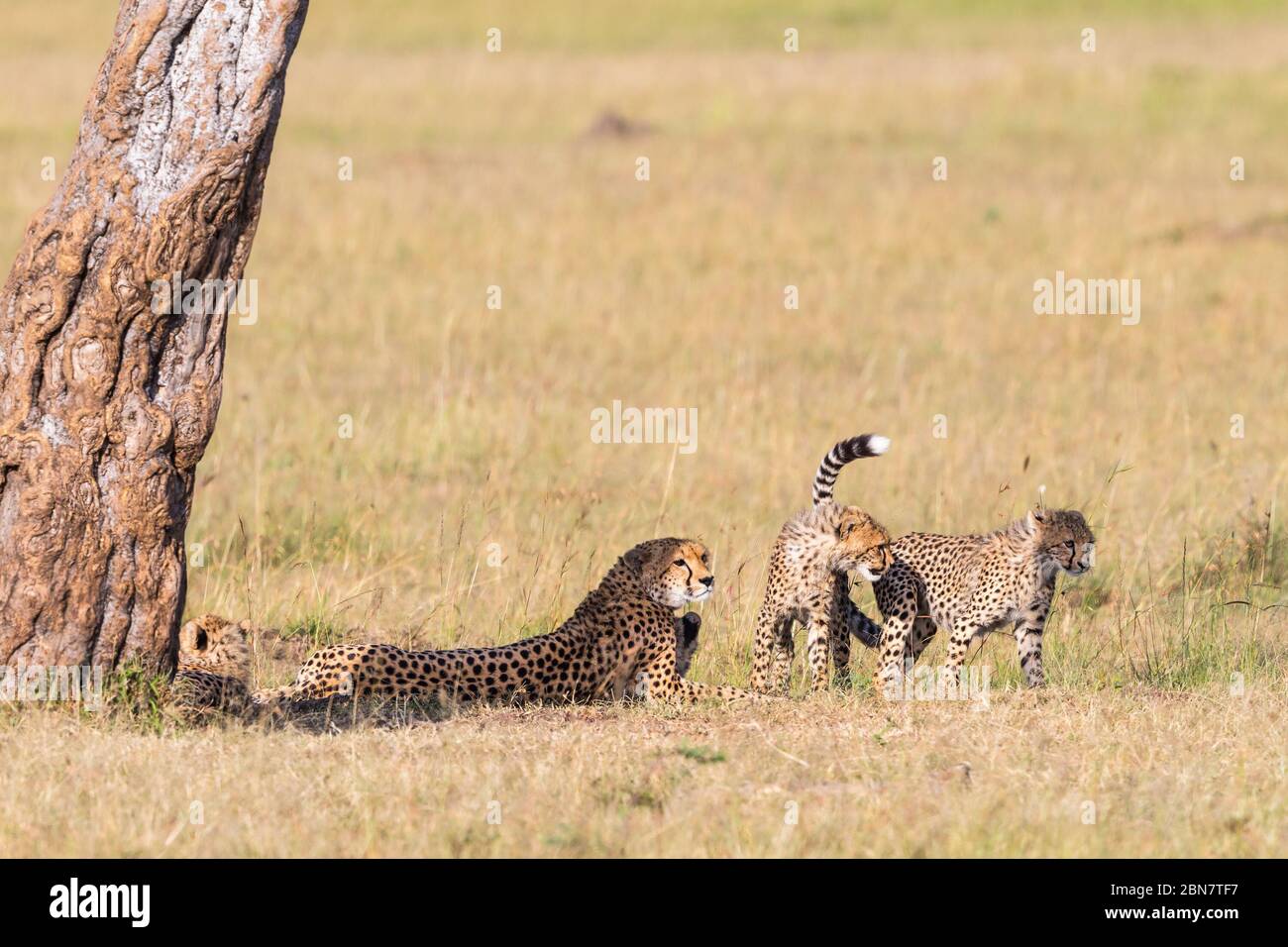 Cheetah lying in the shade under a tree with playful cubs Stock Photo ...