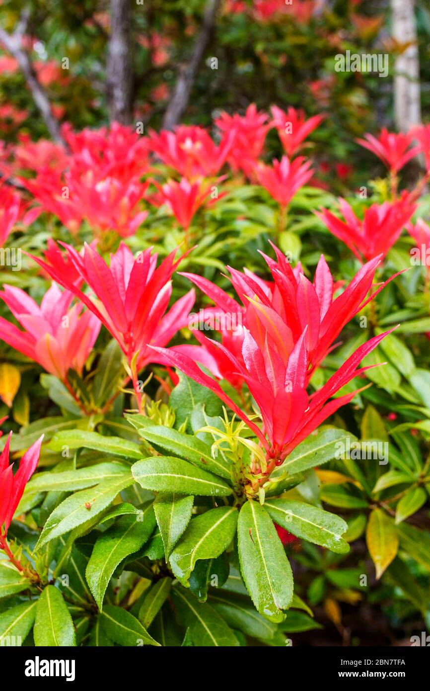 Beautiful red Rhododendron flowers in a garden Stock Photo - Alamy