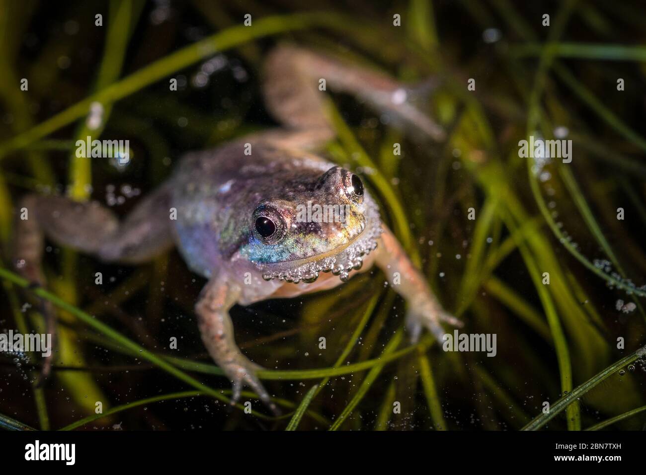 Critically endangered habitat hi-res stock photography and images - Alamy