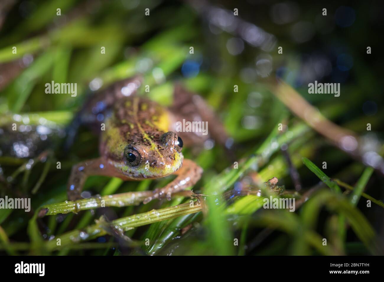 Microbatrachella capensis hi-res stock photography and images - Alamy