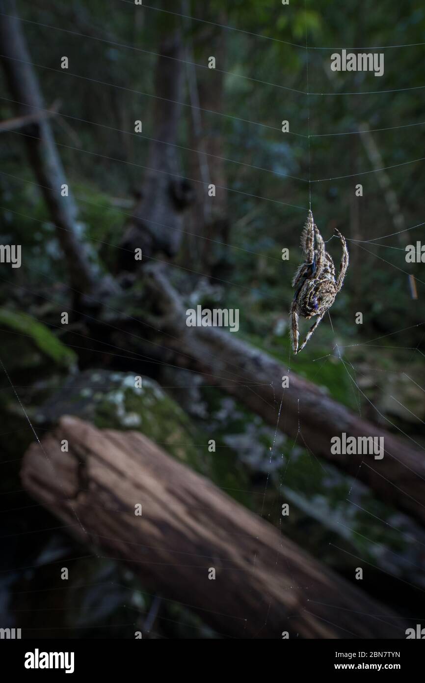Bark spiders, Caerostris sp. are in the orb-weaver family and are ...
