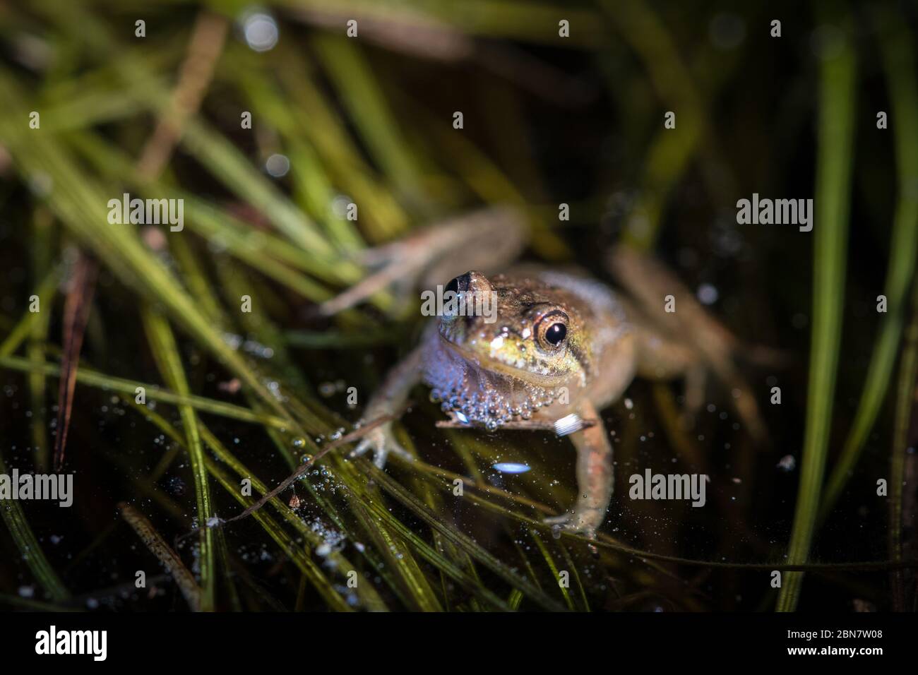Close up of critically endangered micro frog, Microbatrachella capensis ...