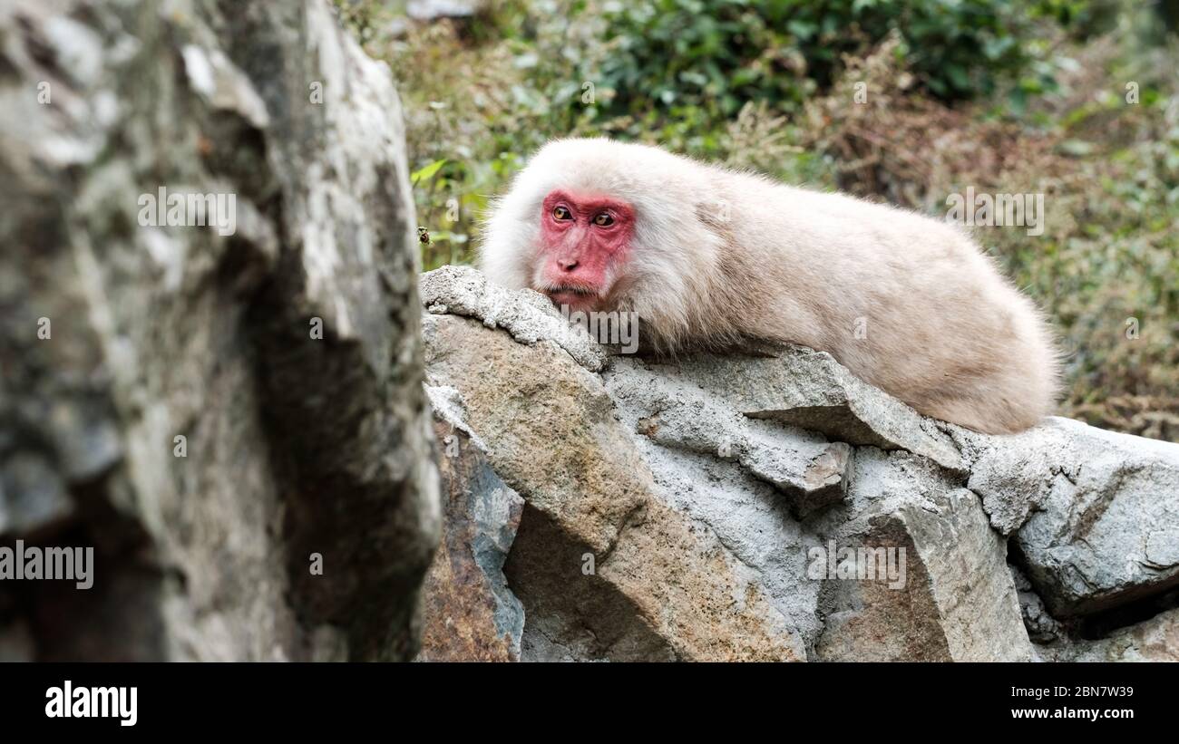 Monkey Wrinkled Face High Resolution Stock Photography and Images - Alamy