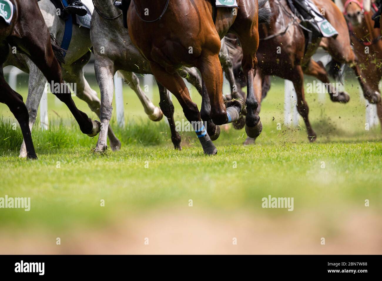 Feature, crowd, field, horses in action, legs, horse racing, race day ...