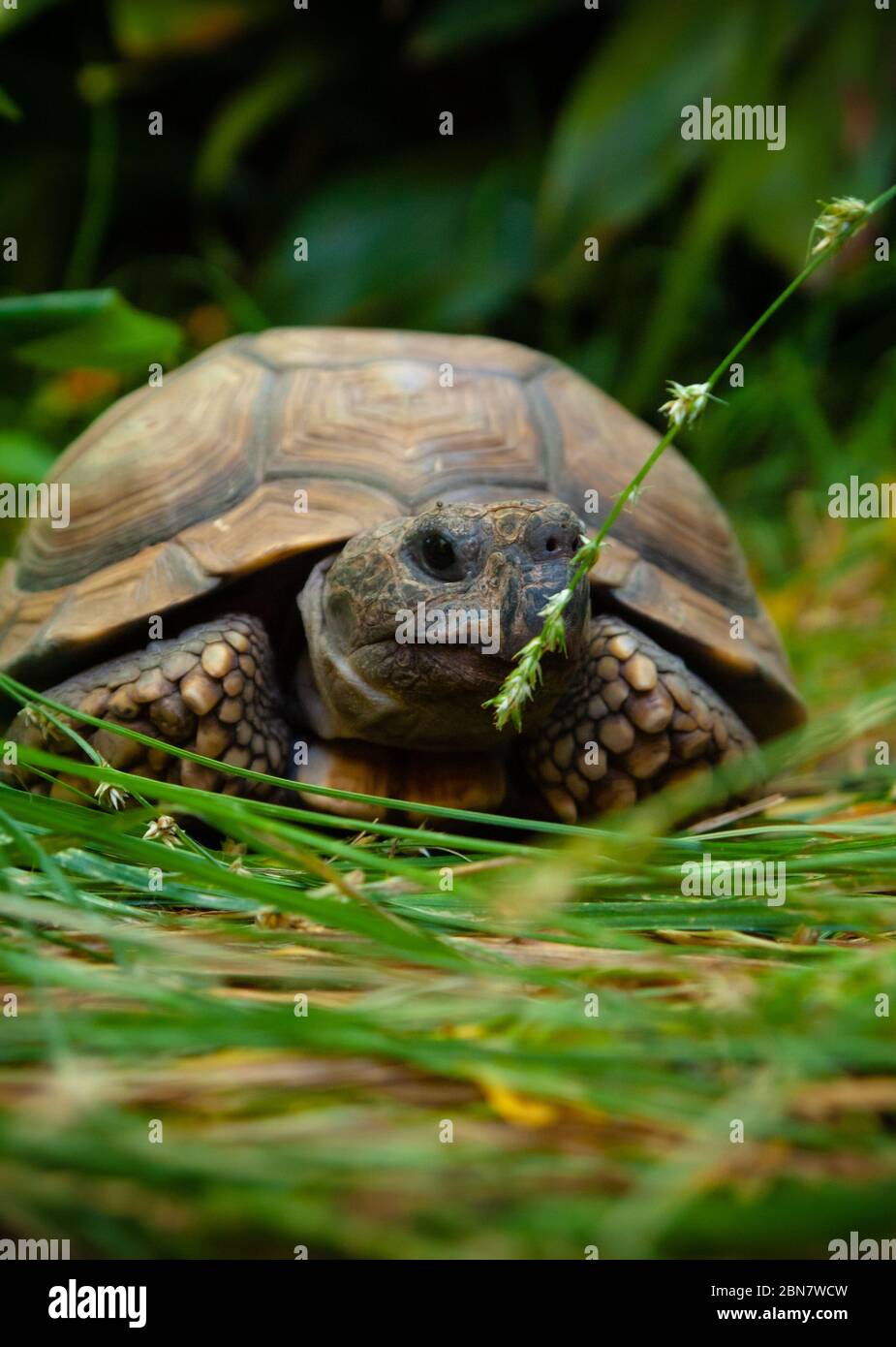 Front view of a tortoise in the grass Stock Photo - Alamy