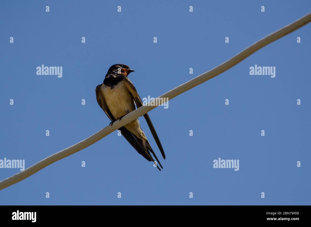 Hirundo hi-res stock photography and images - Alamy