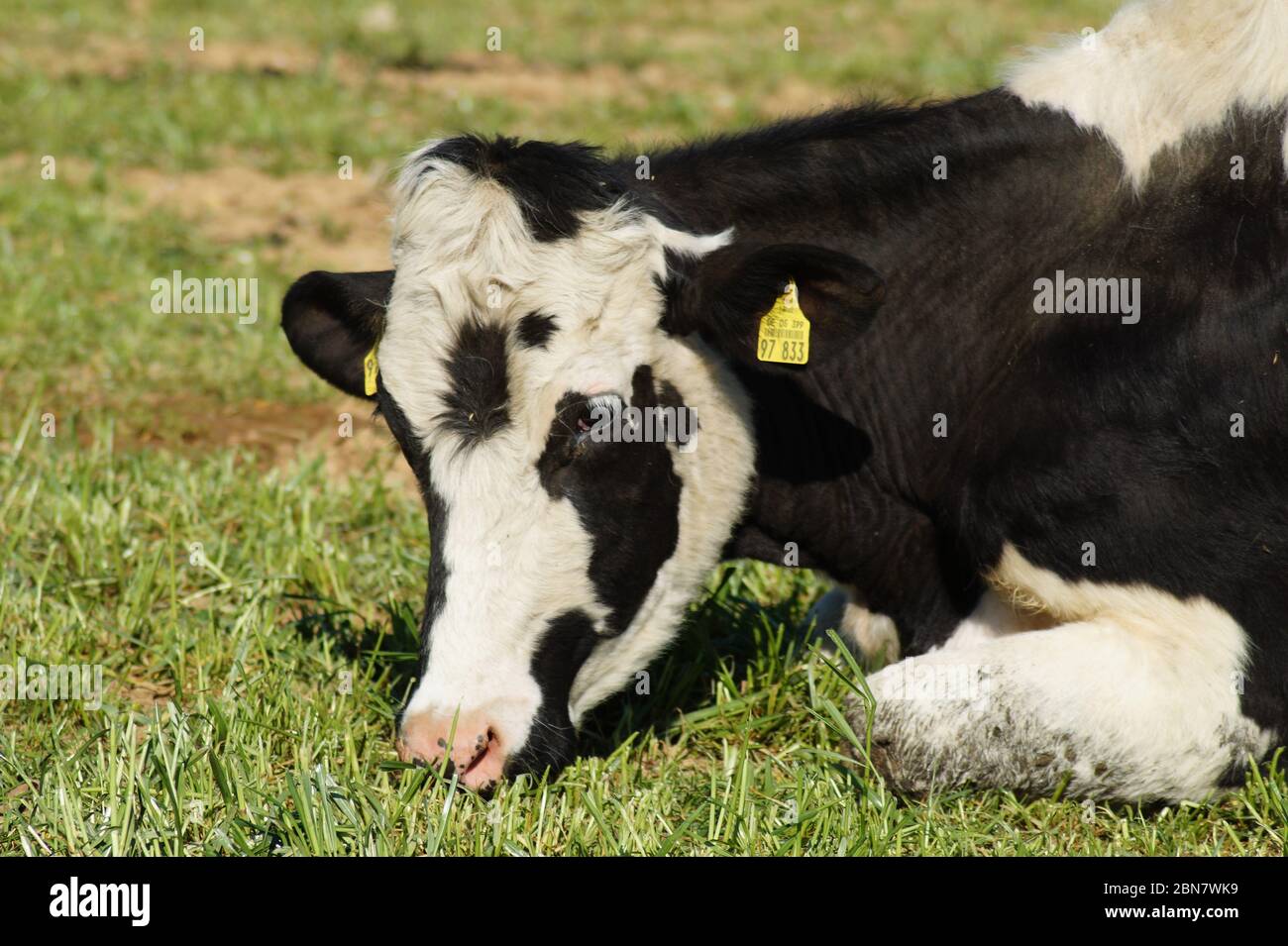 Hausrind hi-res stock photography and images - Alamy