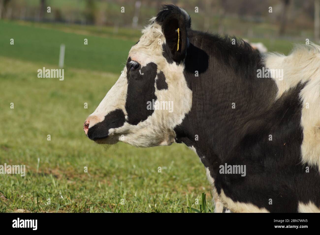 See kuh hi-res stock photography and images - Alamy