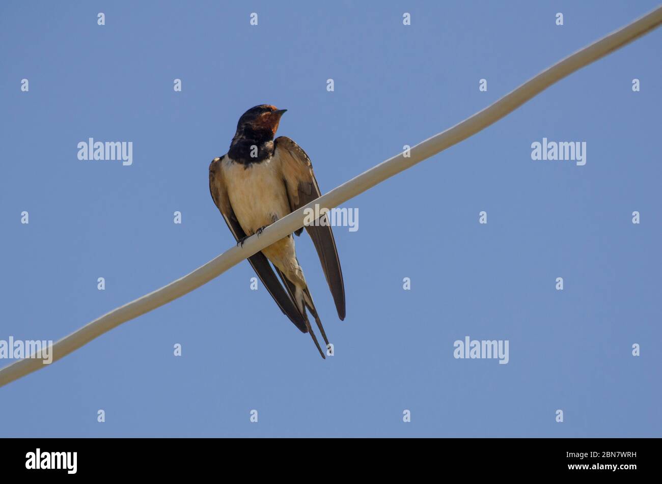Swallow swallows birds bird hi-res stock photography and images - Alamy