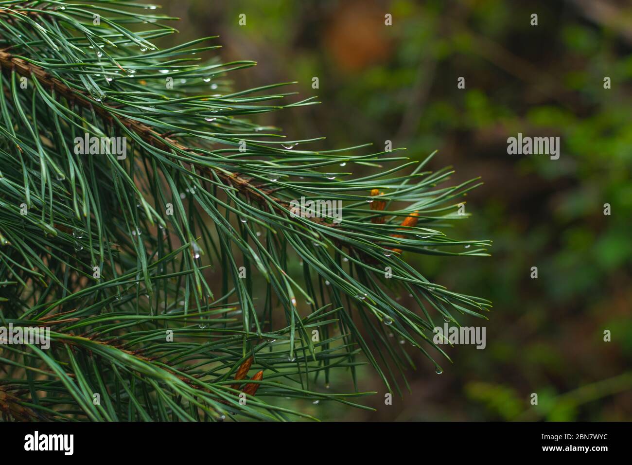 Wet pine tree hi-res stock photography and images - Alamy