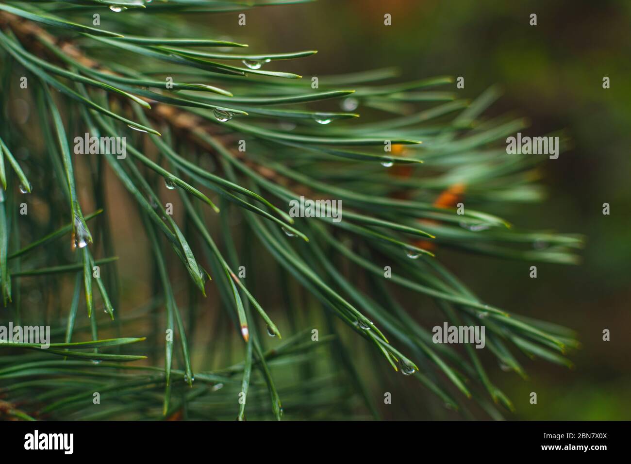 Close up photo of wet pine tree branches after the rain Stock Photo - Alamy