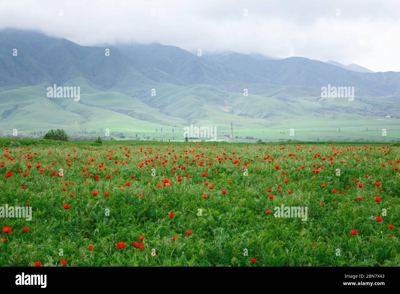 Beautiful spring valley with green grass and blooming red poppies ...
