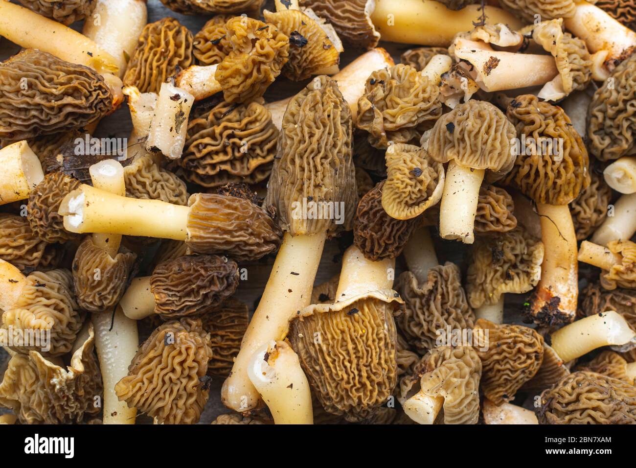 Edible and delicious mushroom Verpa bohemica commonly known as early ...