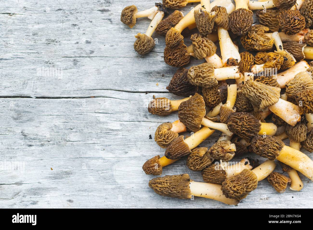 Morel mushroom edible hi-res stock photography and images - Alamy