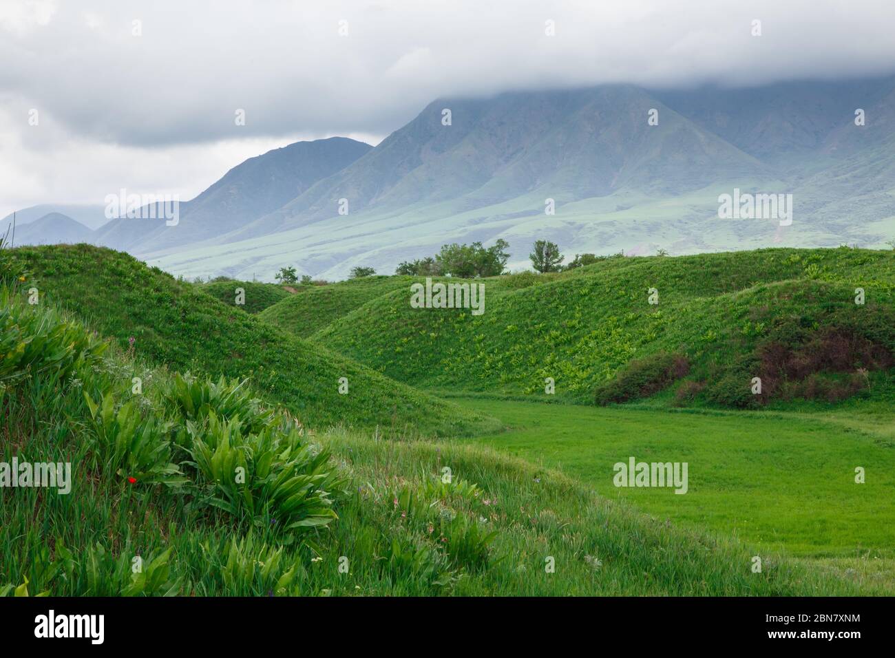 Landscape summer and spring. Bright green grass on the round hills ...