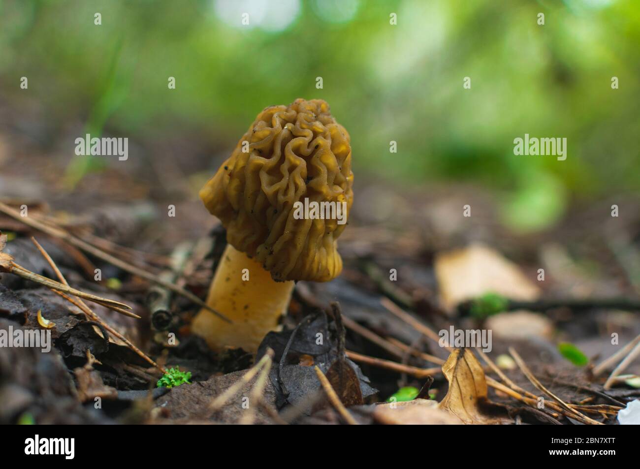 Edible and delicious mushroom Verpa bohemica commonly known as early ...