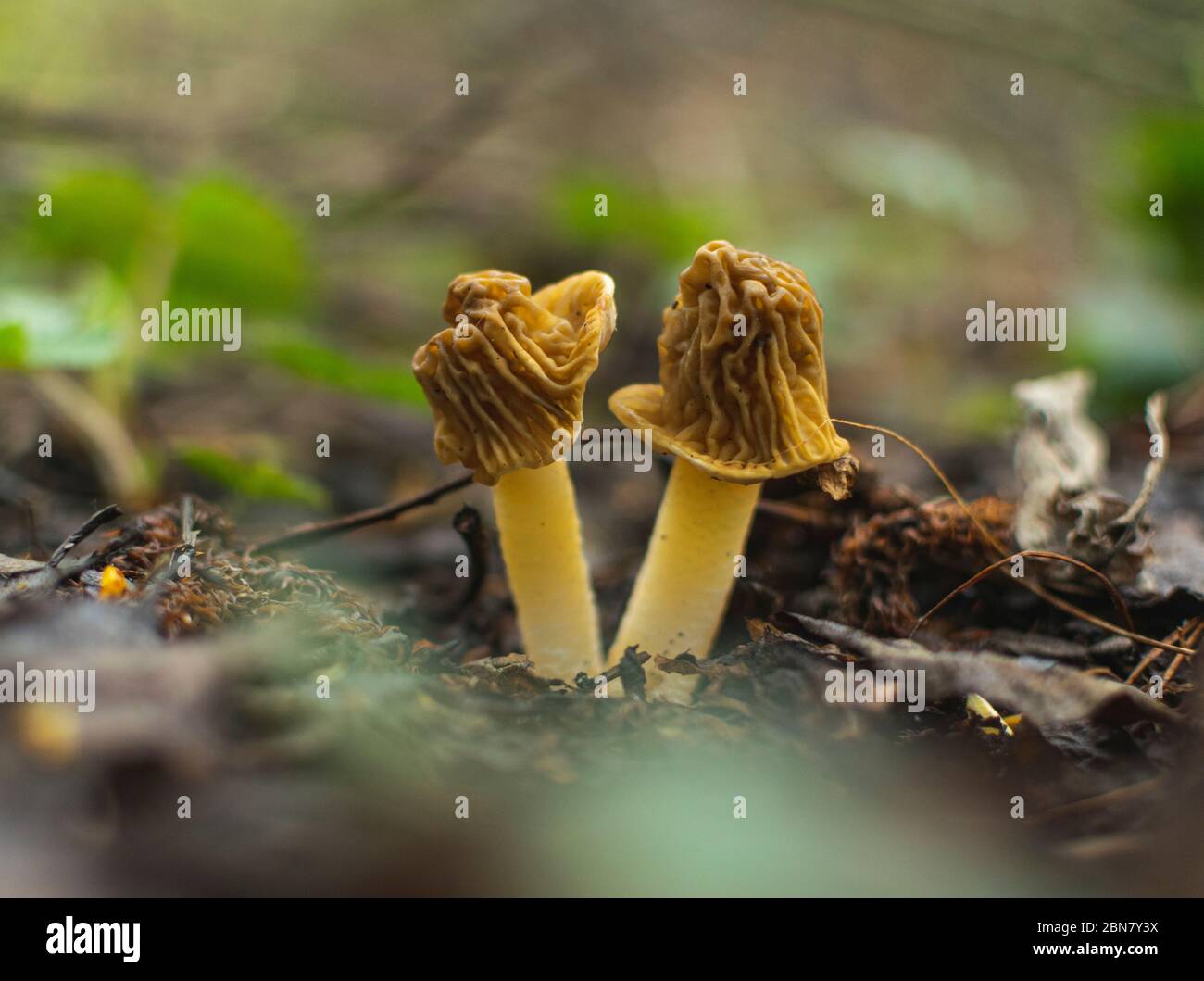 Edible and delicious mushroom Verpa bohemica commonly known as early ...