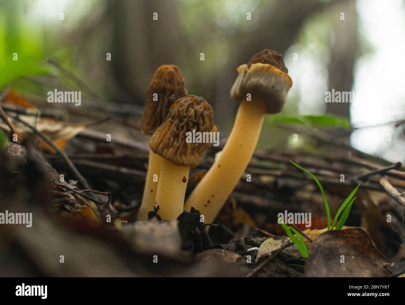Edible and delicious mushroom Verpa bohemica commonly known as early ...