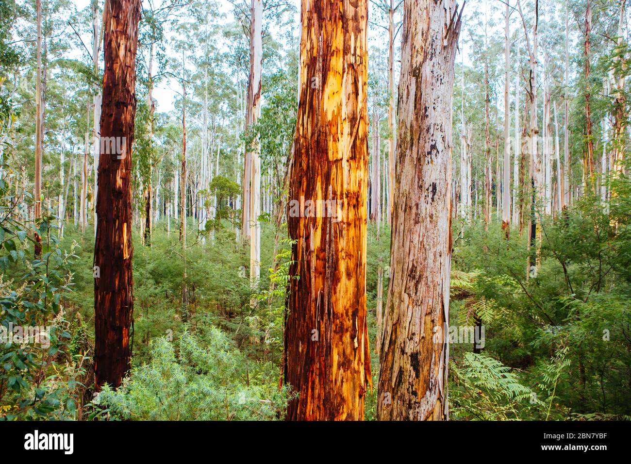 Black spur drive hi-res stock photography and images - Alamy