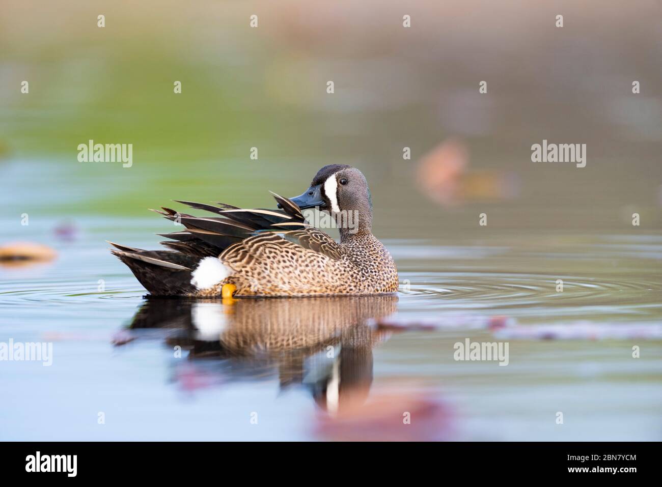 A Drake Blue Wing Teal on a nice spring morning in Minnesota Stock ...