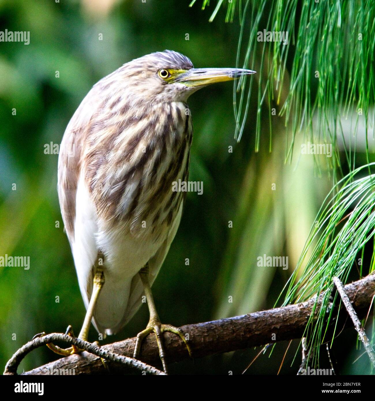 Indian Pond Heron (Ardeola grayii), Victoria Park, Nuwara Eliya, Sri ...