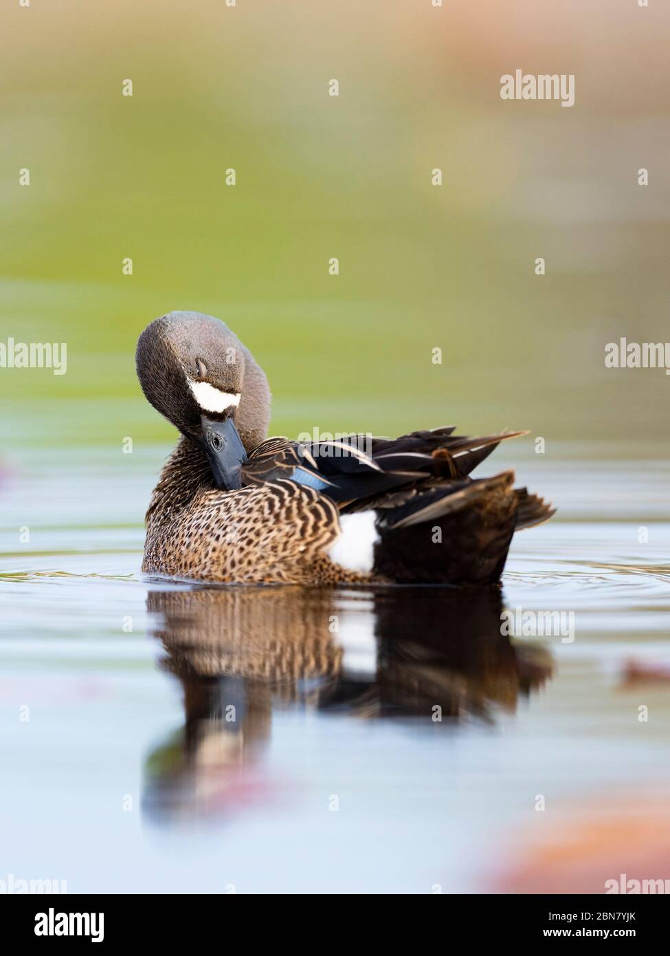 A Drake Blue Wing Teal on a nice spring morning in Minnesota Stock ...