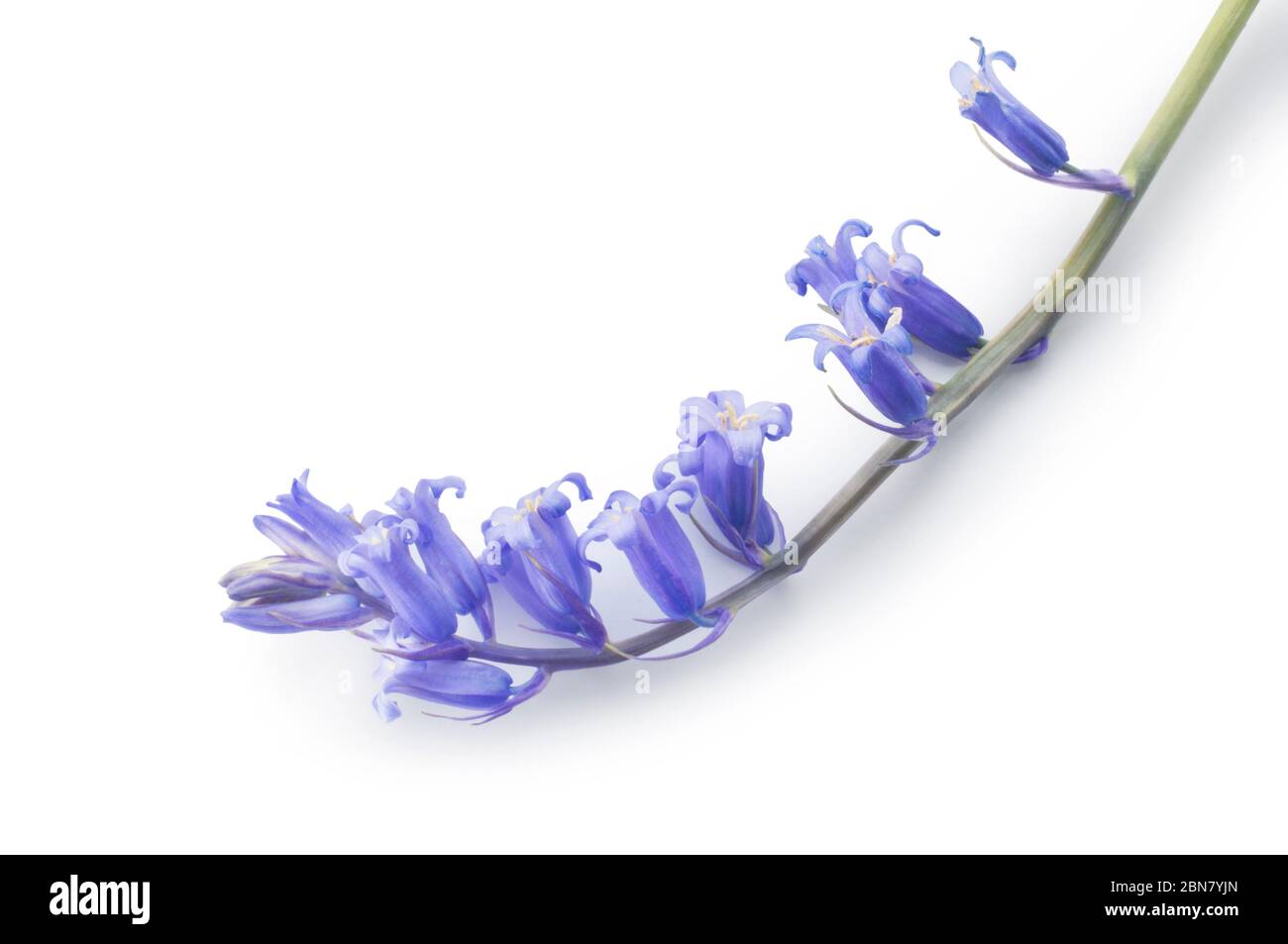 Invasive bluebell plants hi-res stock photography and images - Alamy