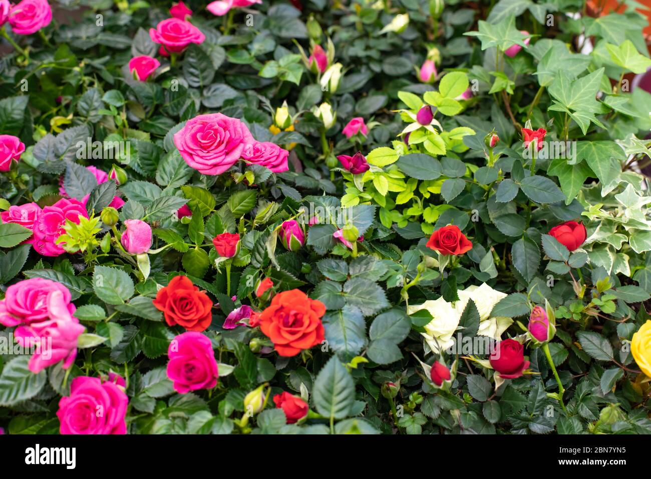 Blossom rose, nature backdrop background, beautiful fresh pink garden ...