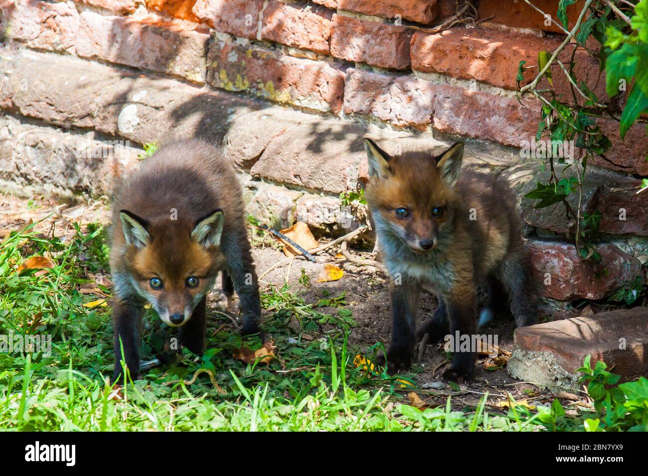 Red fox cubs hi-res stock photography and images - Alamy