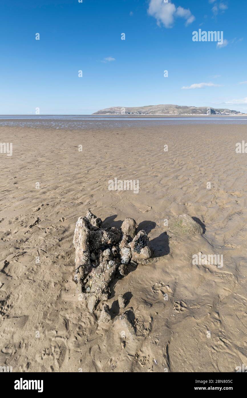 Exposed ancient partial petrified tree root on the Conwy Morfa beach on ...