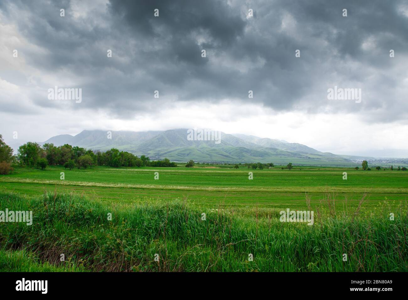 Cumulus clouds on a blue sky. Over the green field. Spring flowering ...