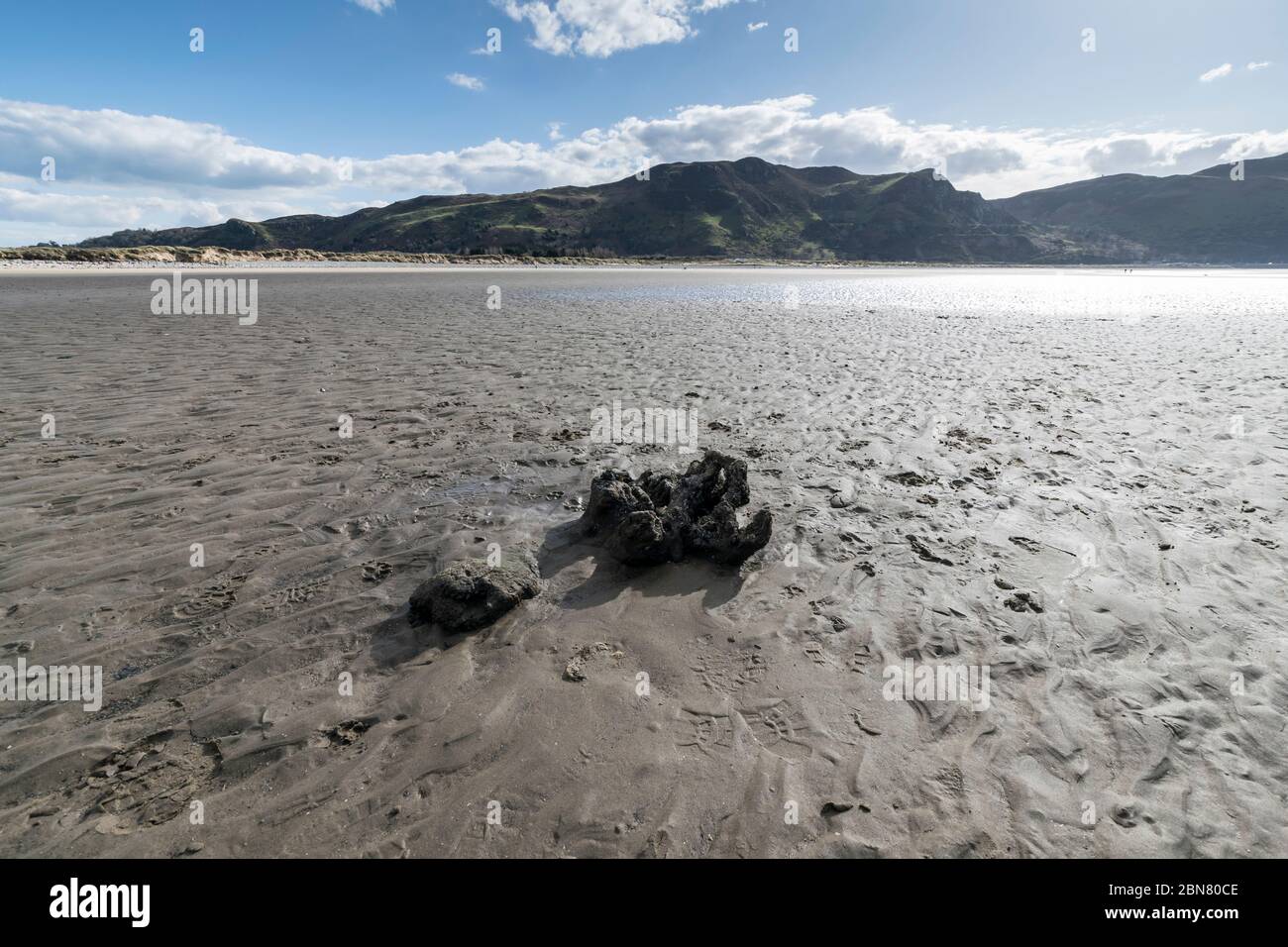 Exposed ancient partial petrified tree root on the Conwy Morfa beach on ...
