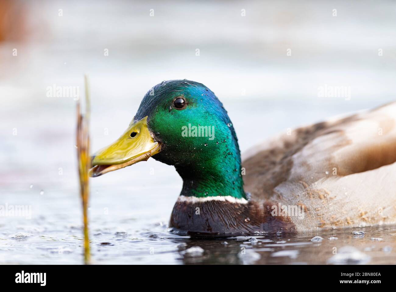 Mallard Drake in the spring Stock Photo - Alamy