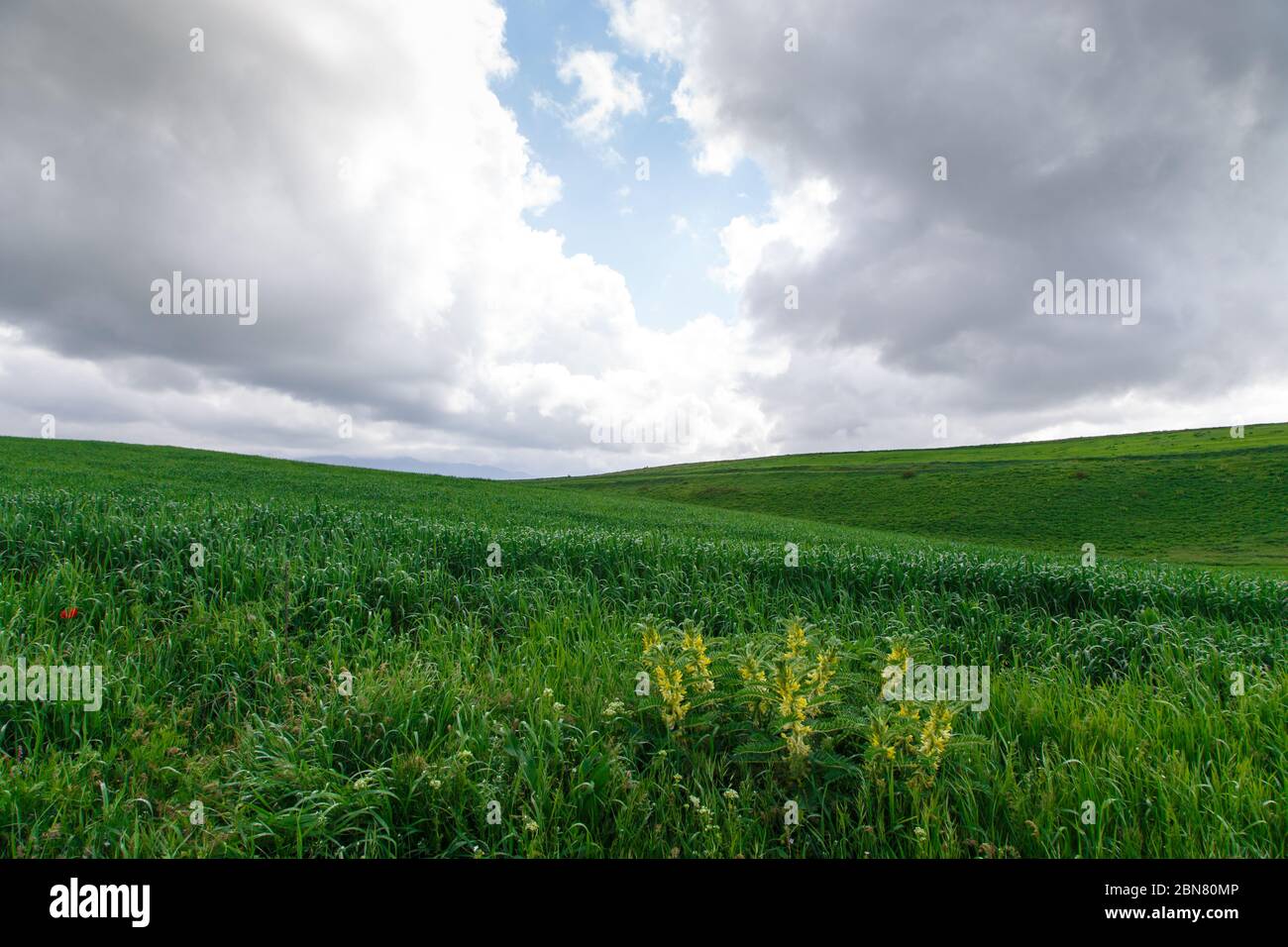 Cumulus clouds on a blue sky. Over the green field. Spring flowering ...